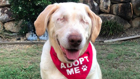 A Blind Chubby Elderly Labrador Has Won The Love Of The Internet