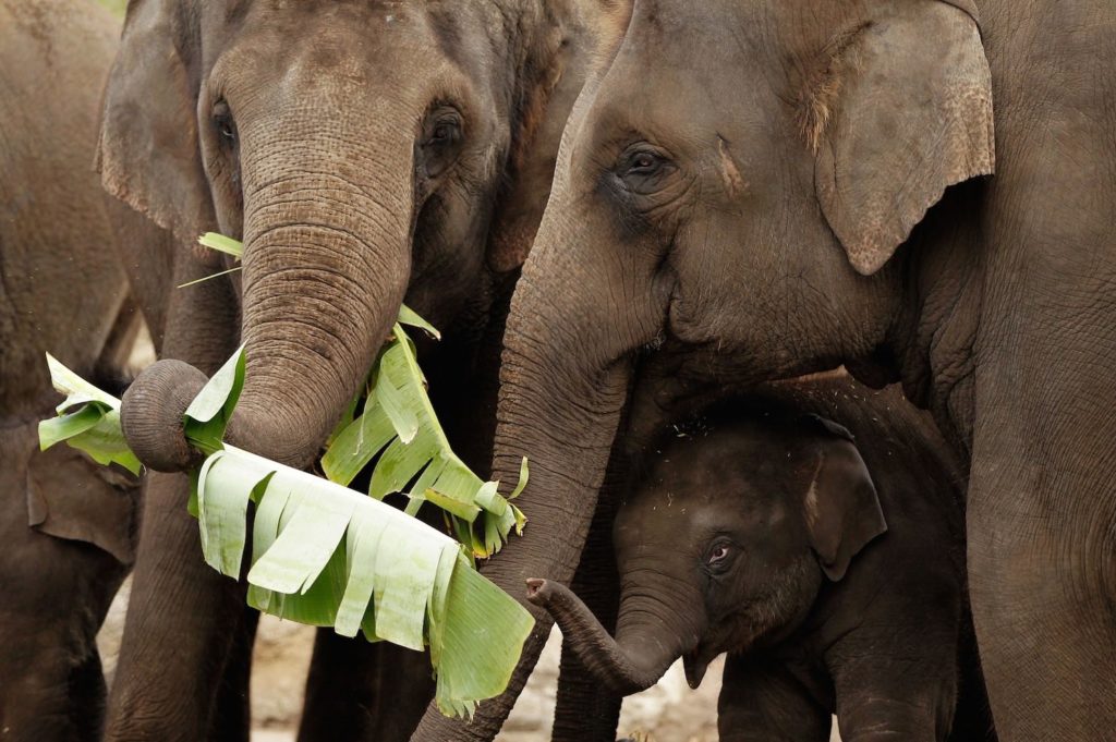 Taronga Zoo Asian Elephant dies suddenly from herpes virus