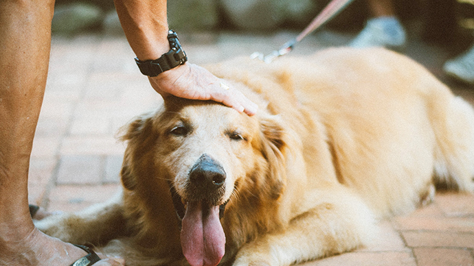 You Should Never Feed To Your Dog These Five Foods