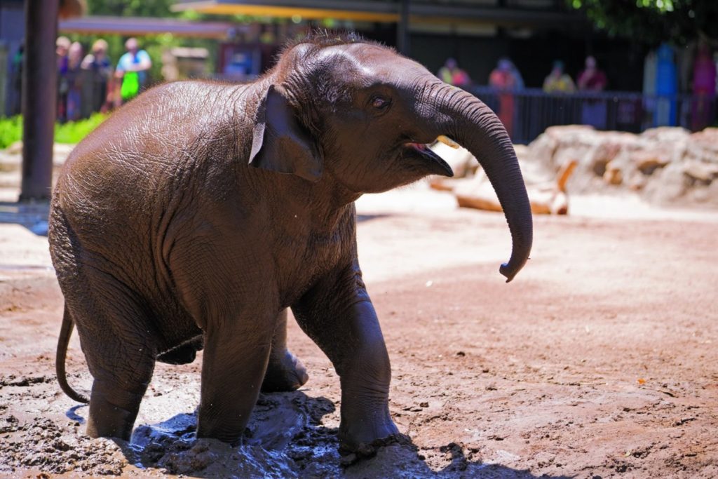 Taronga Zoo’s Beloved Baby Elephant Has Sadly Passed Away